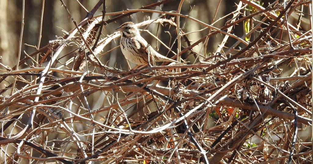 How To Get Rid Of Briars For Good - The Garden Magazine