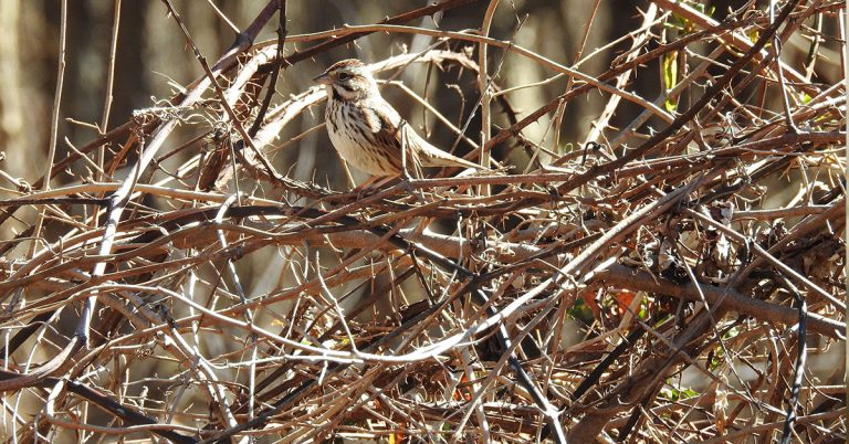 How To Get Rid Of Briars For Good - The Garden Magazine