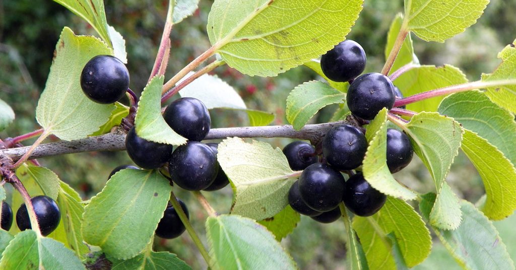 How To Get Rid Of Buckthorn - The Garden Magazine
