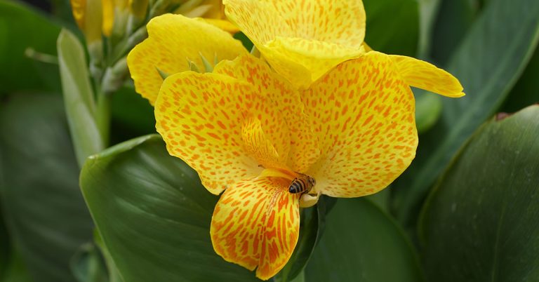 14 Beautiful Plants with Sword Shaped Leaves - The Garden Magazine