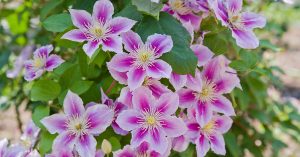 22 Flowers That Bloom In July - The Garden Magazine