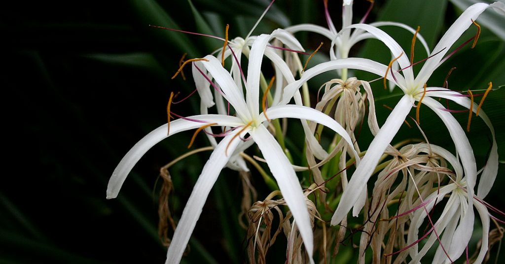 Crinum Lily Planting, Care, & Propagation Guide - The Garden Magazine
