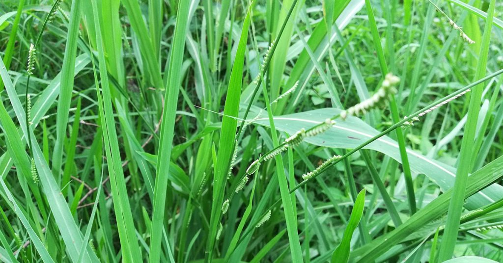 How To Get Rid Of Dallis Grass - The Garden Magazine