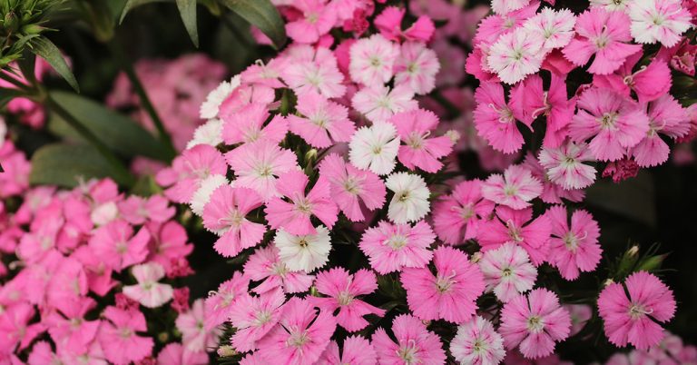 19 Plants & Flowers That Love Full Sun And Heat - The Garden Magazine