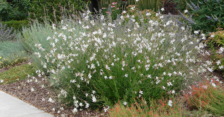 Gaura Planting, Care, & Propagation Guide - The Garden Magazine