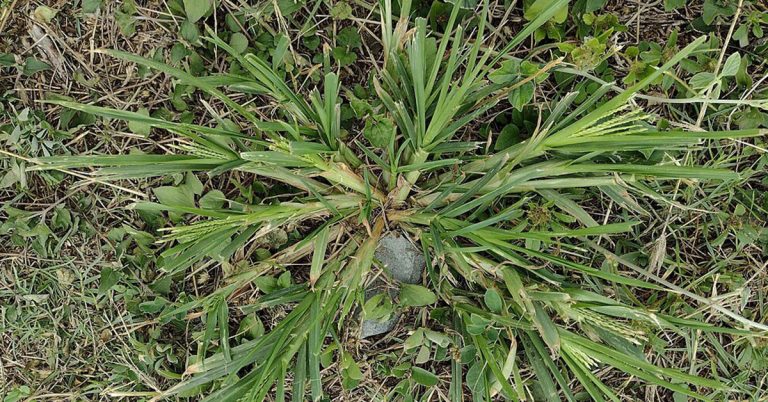 How To Get Rid Of Goosegrass - The Garden Magazine