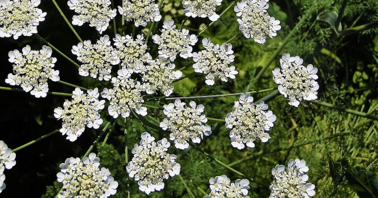 How To Get Rid Of Ground Elder - The Garden Magazine
