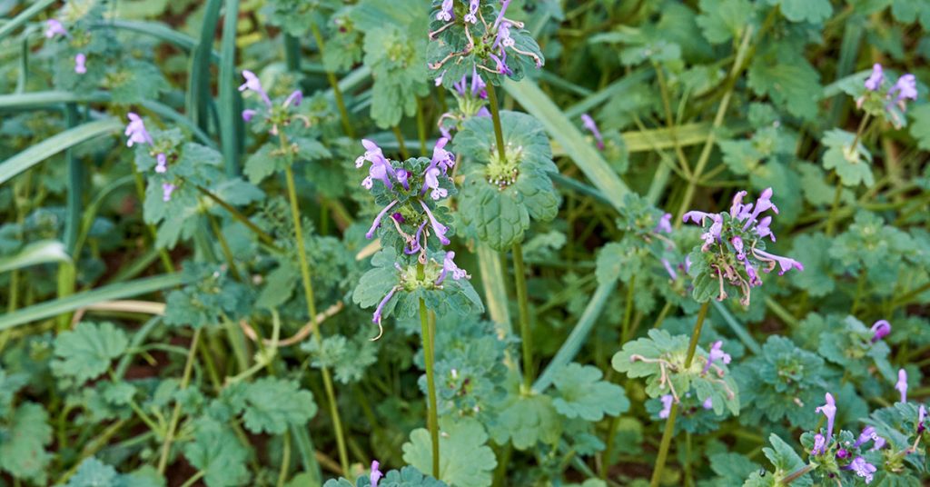 How To Get Rid Of Henbit And Chickweed - The Garden Magazine