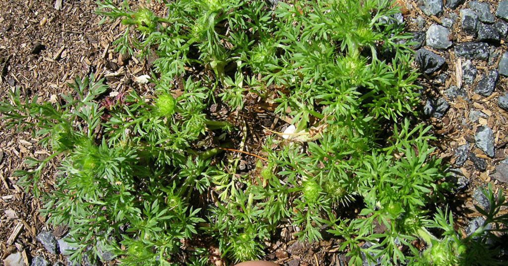 How To Get Rid Of Lawn Burweed - The Garden Magazine