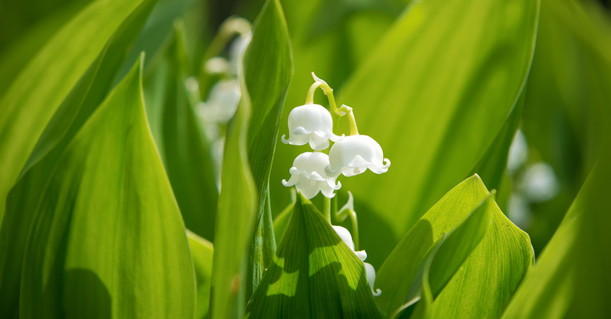 12 Flowers That Symbolize Forgiveness - The Garden Magazine