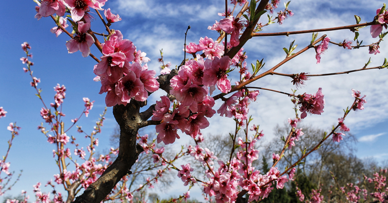 Red Gold Nectarine Planting, Care, & Propagation Guide. - The Garden ...