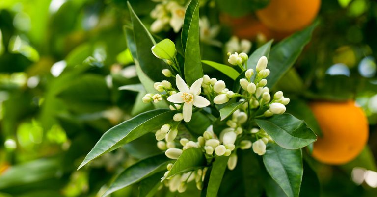 Tangelo Planting, Care, & Harvesting Guide - The Garden Magazine