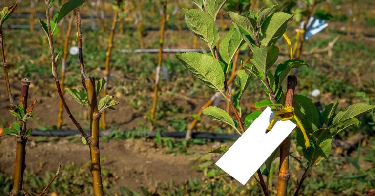 Abate Fetel Pear Planting, Care, & Harvesting Guide - The Garden Magazine