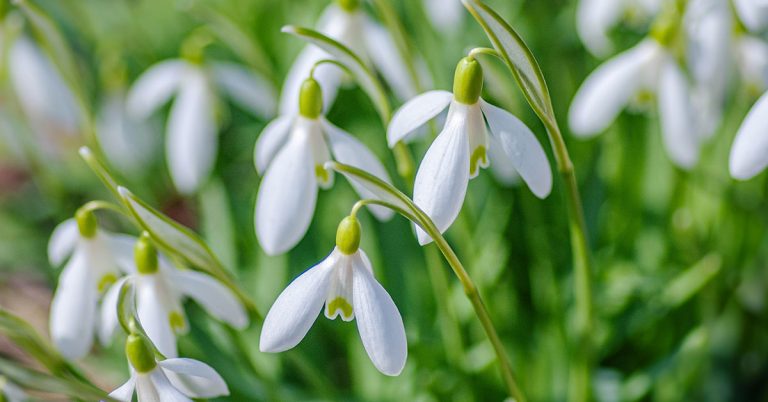12 Frost Tolerant Plants to Grow when it’s Cold - The Garden Magazine