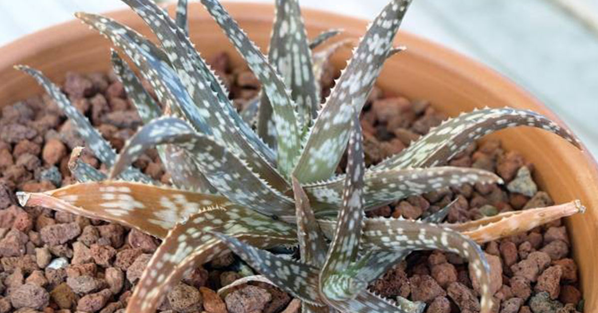 Snowflake Aloe Planting, Care, & Propagation Guide - The Garden Magazine
