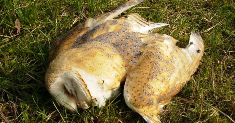 Rodent Poison KILLS Wildlife! How To Control Rodents Safely - The ...