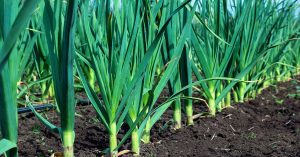 Spanish Roja Garlic Growing and Care Guide - The Garden Magazine