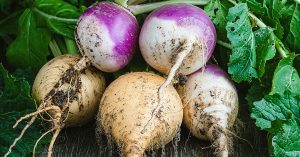 15 Best Vegetables For A Short Growing Season - The Garden Magazine