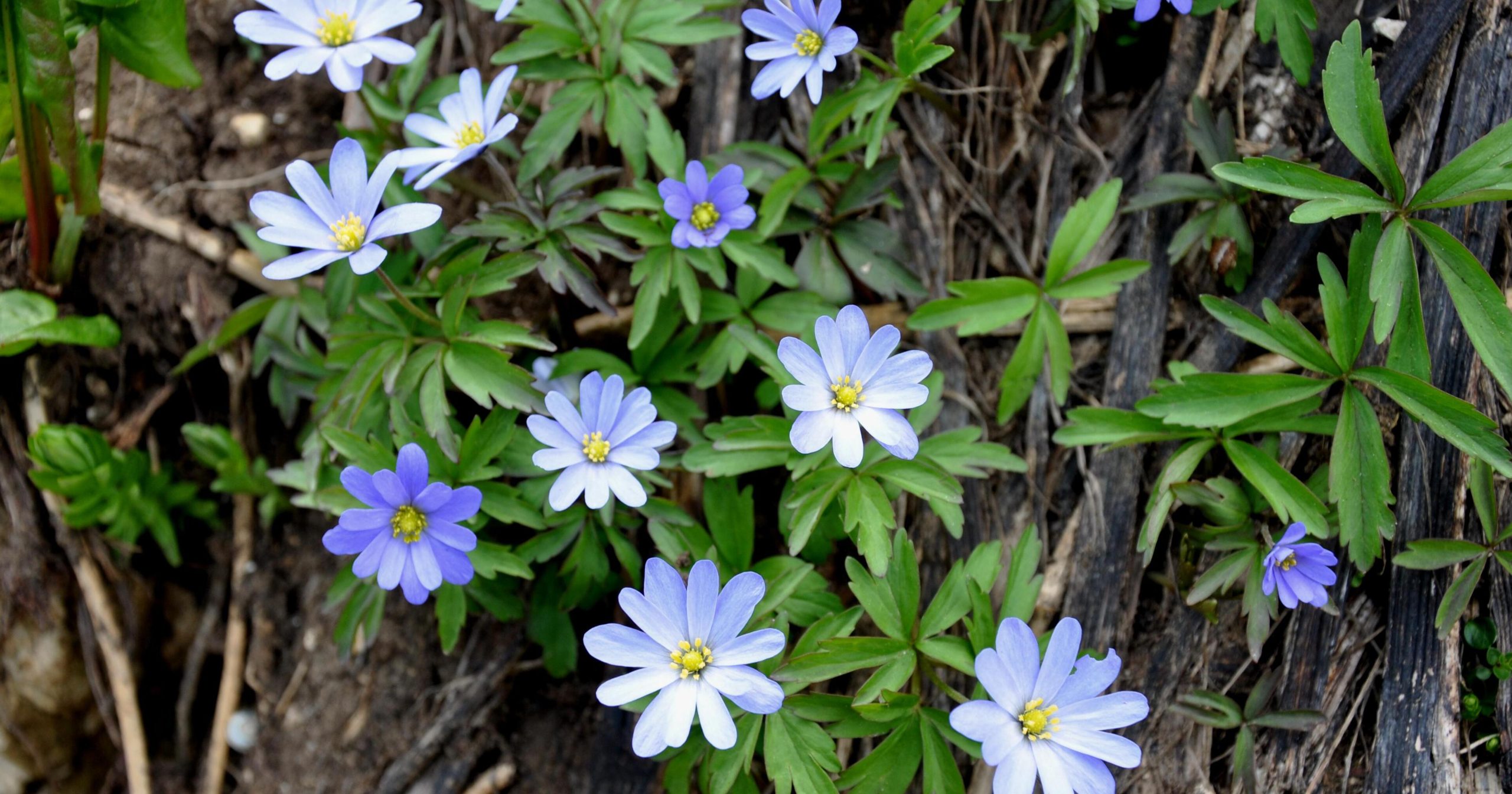 Blue Flax Growing & Care Guide - The Garden Magazine