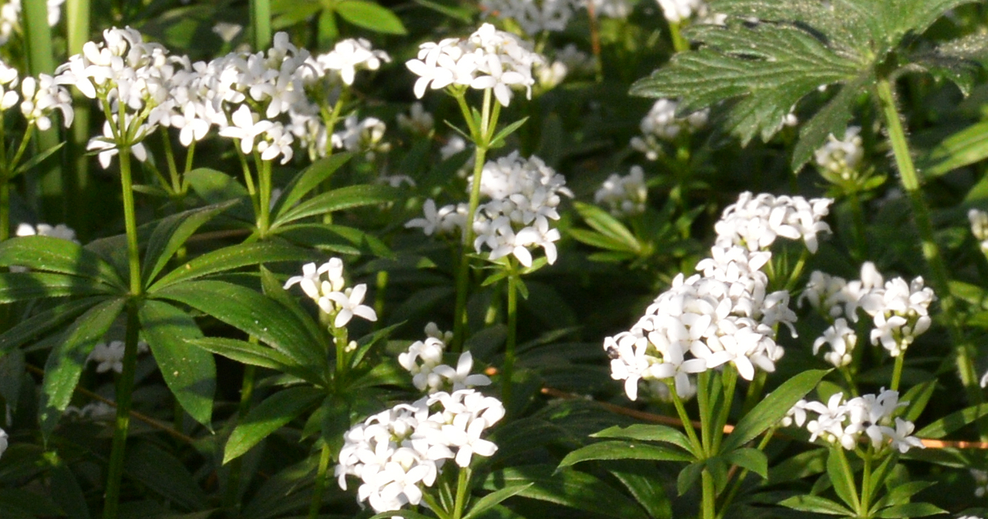 Plant These 12 Groundcovers That Thrive Around Tree Trunks - The Garden ...