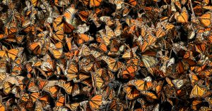 15 Flowers That Attract Monarch Butterflies - The Garden Magazine