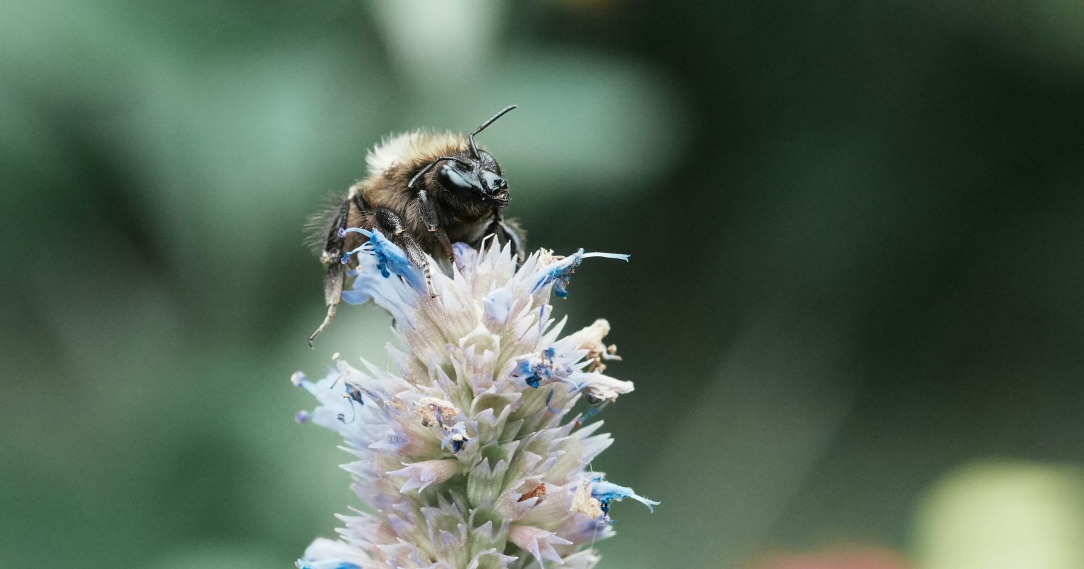 16 Flowers That Attract Bumblebees - The Garden Magazine