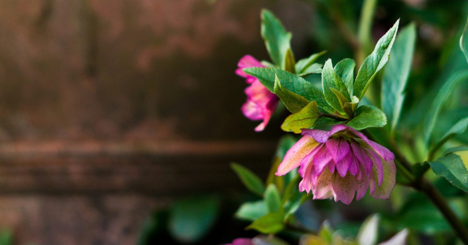10 Flowers That Bloom in April - The Garden Magazine