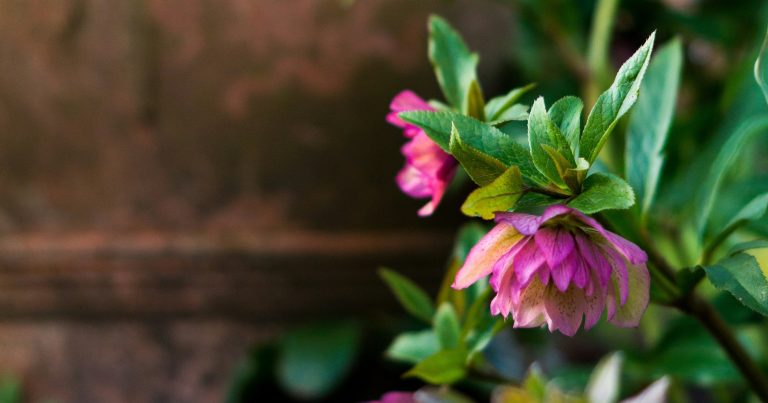10 Flowers That Bloom in April - The Garden Magazine