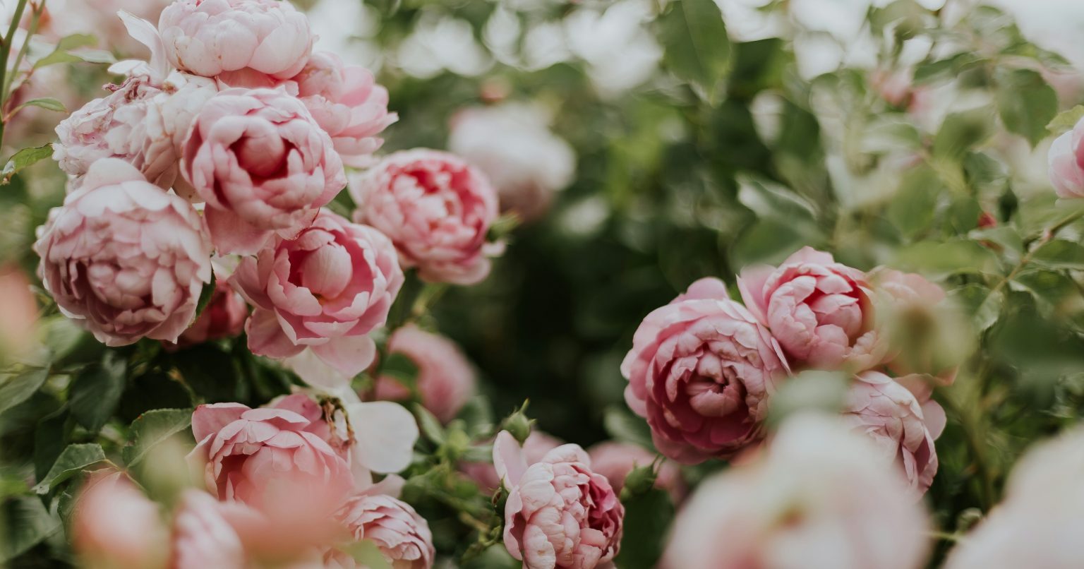 10 Flowers That Bloom in April - The Garden Magazine