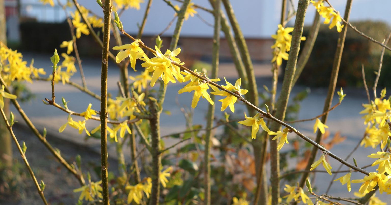 10 Flowers That Bloom in April - The Garden Magazine