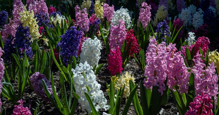 10 Flowers That Bloom in April - The Garden Magazine