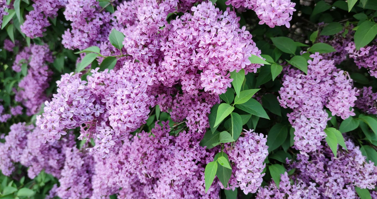 10 Flowers That Bloom in April - The Garden Magazine