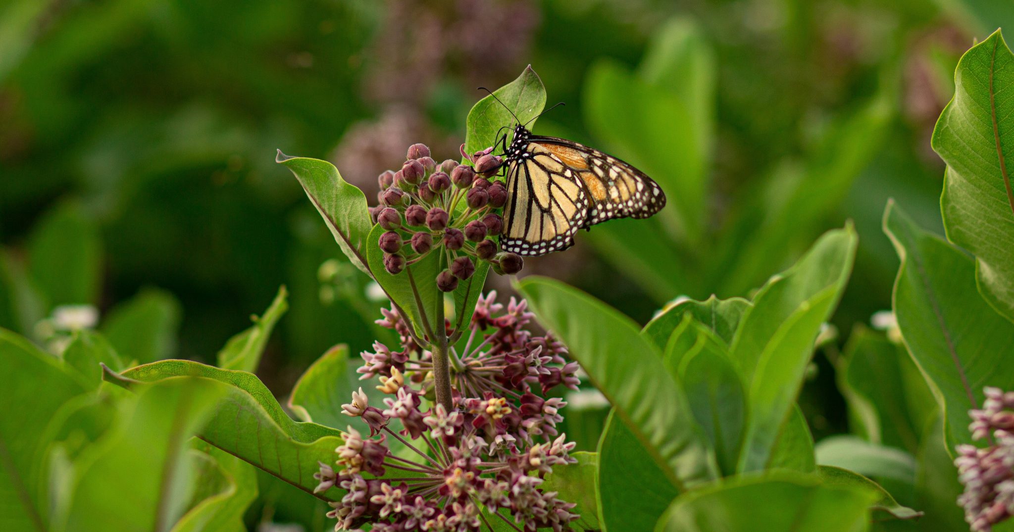 15 Flowers That Attract Monarch Butterflies - The Garden Magazine