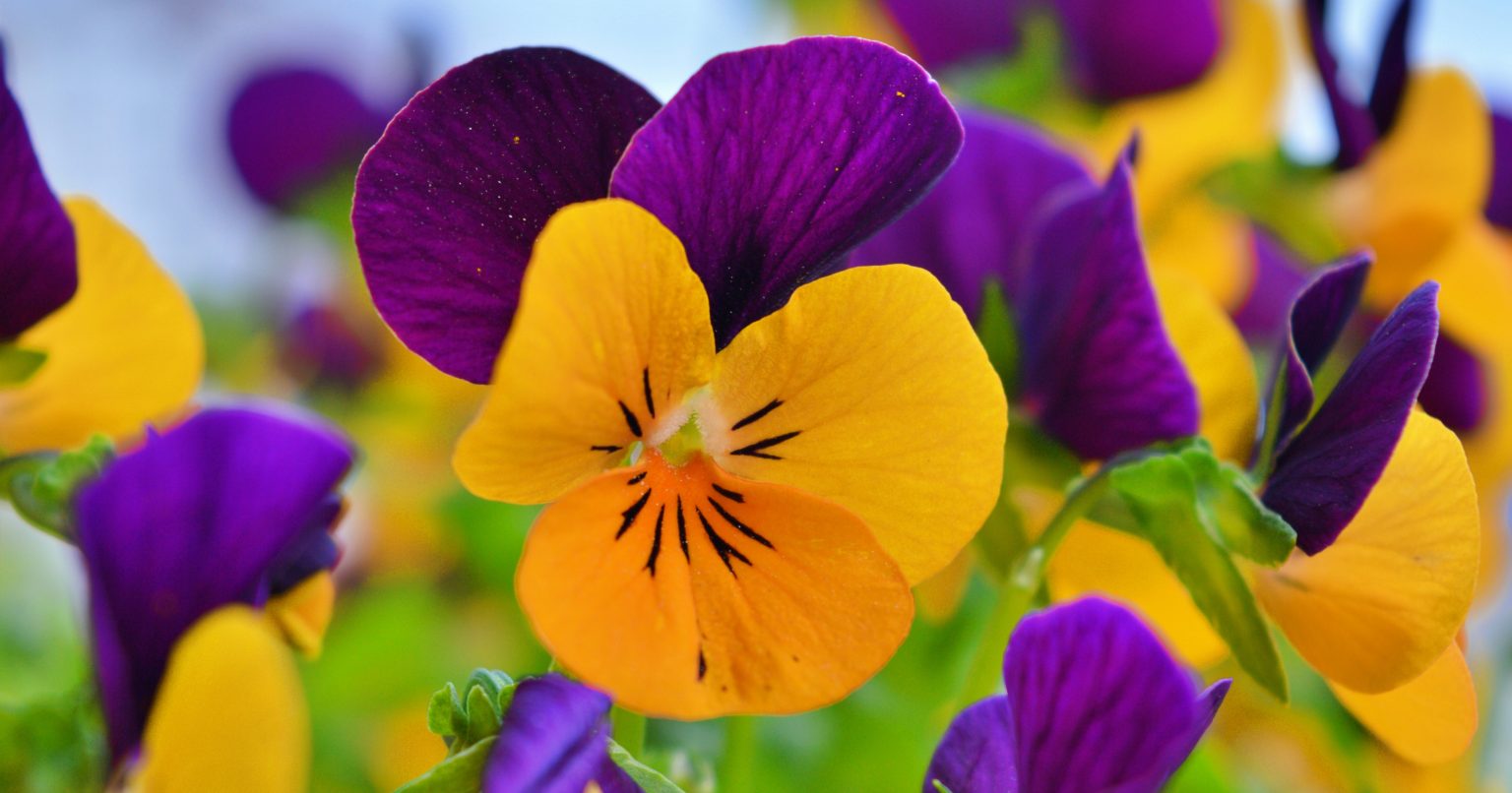 10 Flowers That Bloom in April - The Garden Magazine