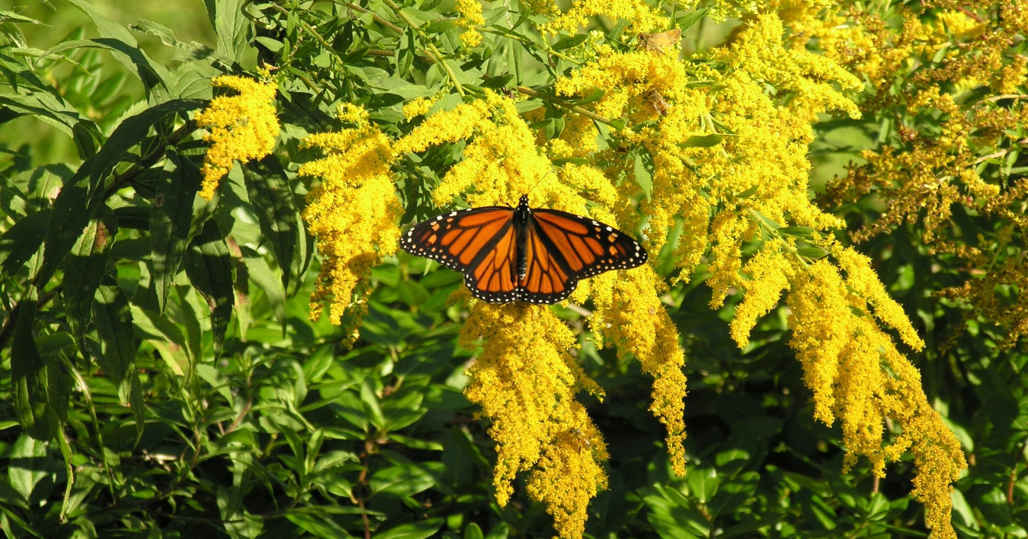 15 Flowers That Attract Monarch Butterflies - The Garden Magazine