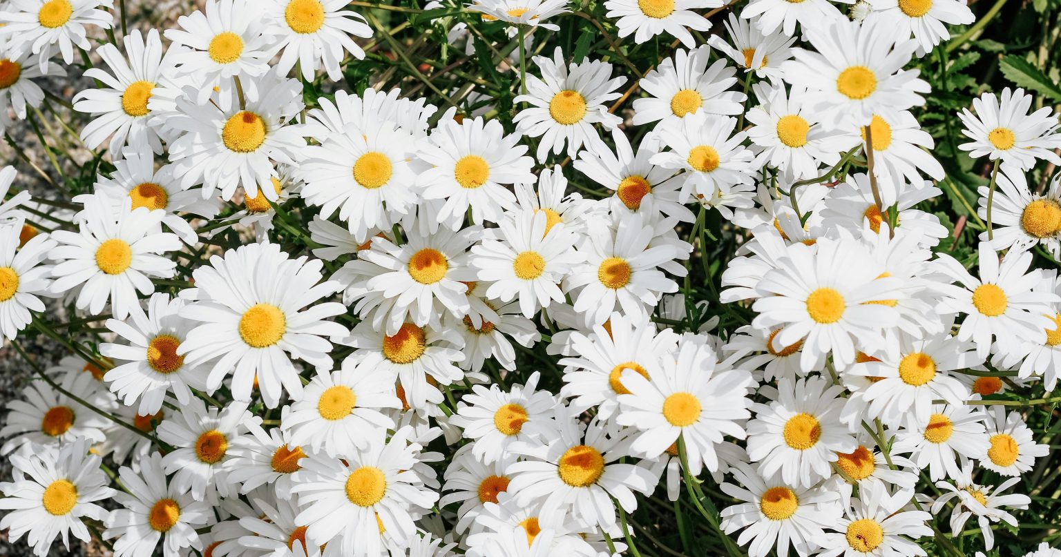 10 Flowers That Bloom in April - The Garden Magazine