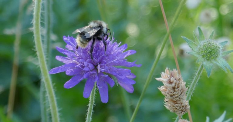 16 Flowers That Attract Bumblebees - The Garden Magazine