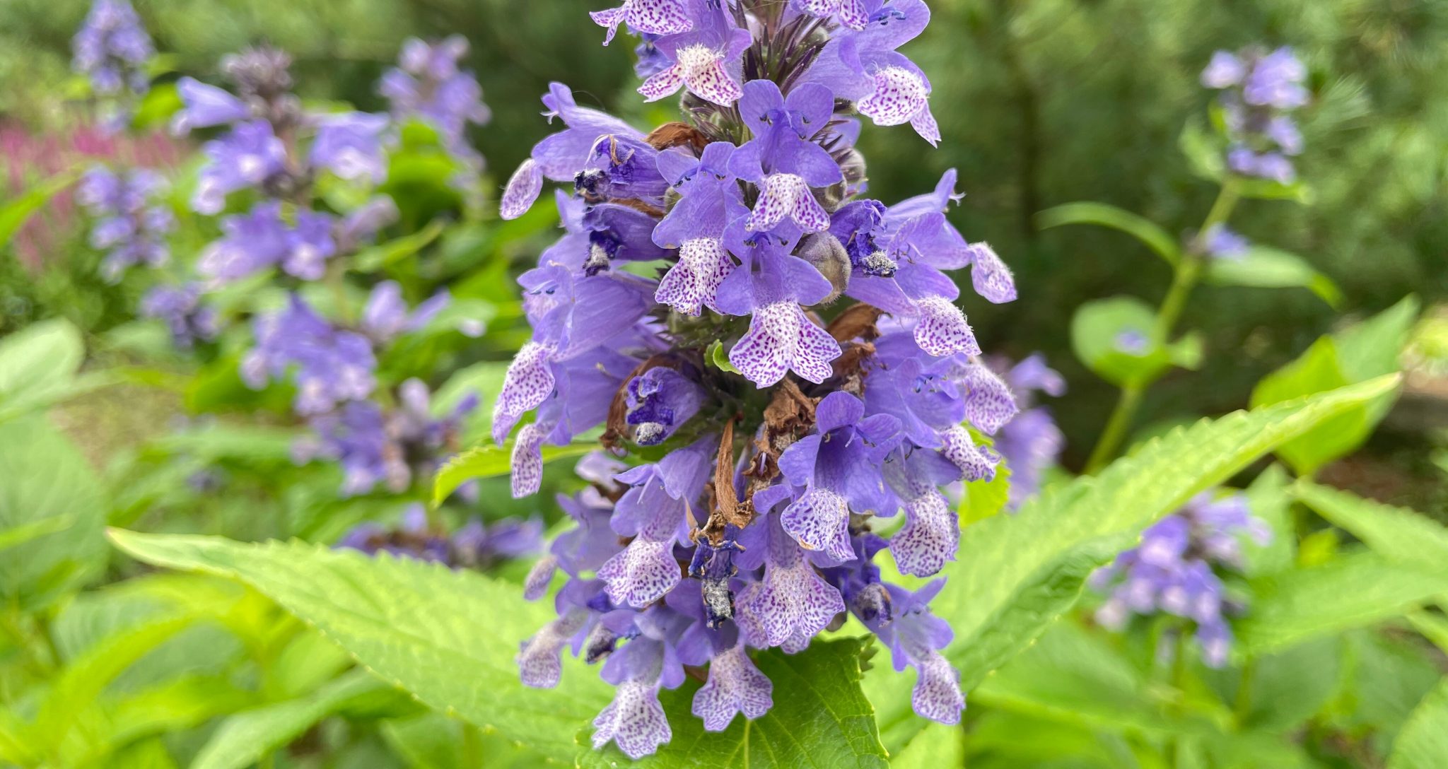 16 Flowers That Attract Bumblebees - The Garden Magazine