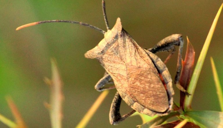 10 Invasive Garden Pests and How to Control Them + 10 Pest Resistant ...