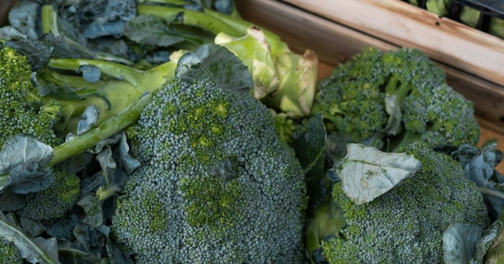 15 Tips for a Bountiful Broccoli Harvest - The Garden Magazine