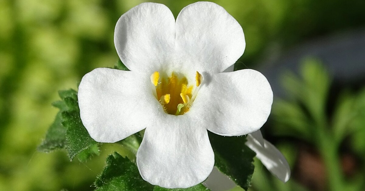 18 Flowers That Are Perfect for Container Gardens + 12 Herbs That Love ...