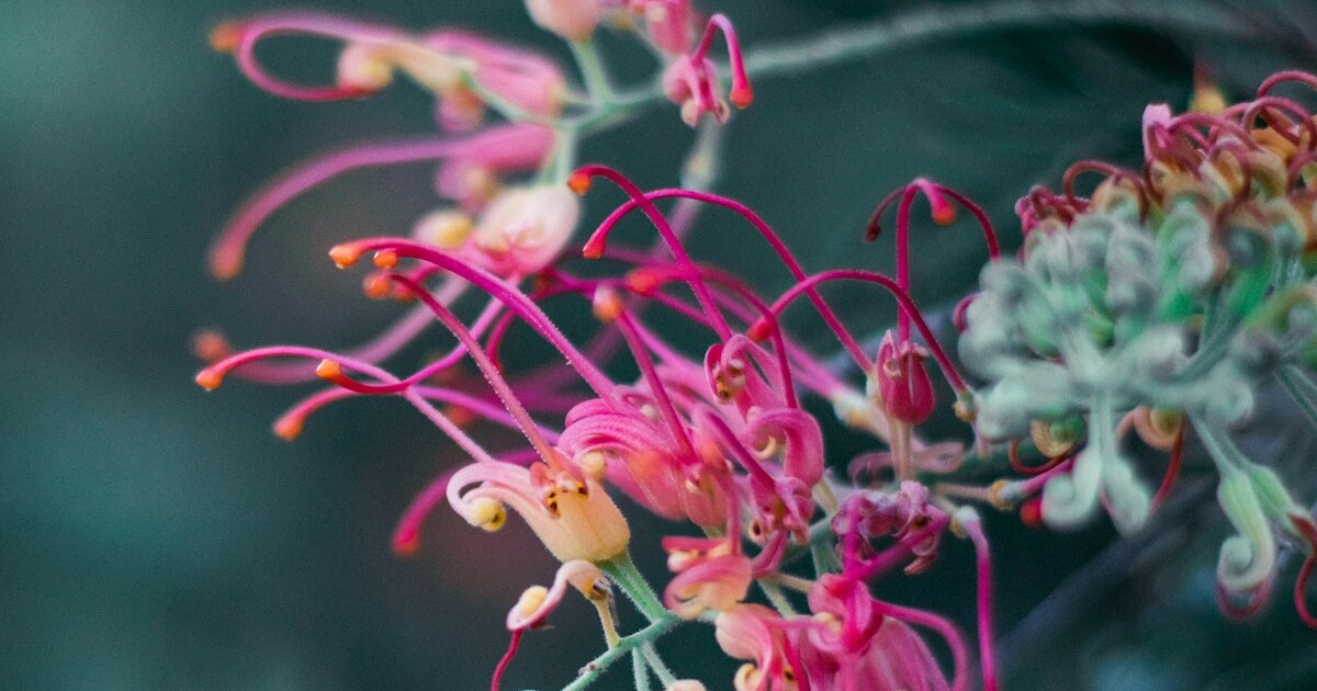 20 Unique Flowers That Will Surprise and Dazzle Guests + 11 Amazing ...