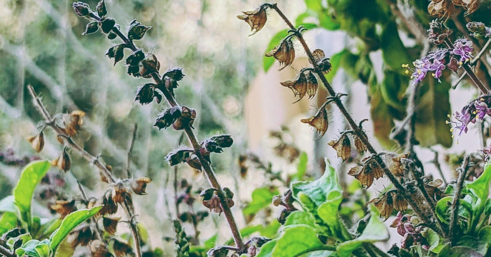 15 Plants with Powerful Spiritual Significance - The Garden Magazine