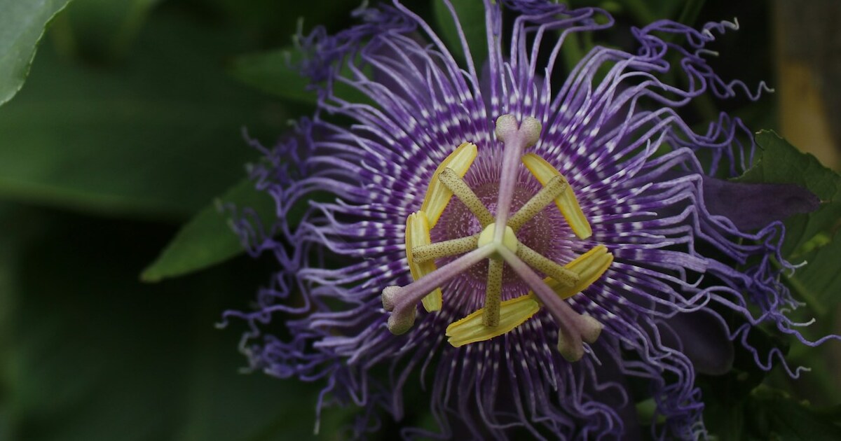 20 Unique Flowers That Will Surprise and Dazzle Guests + 11 Amazing ...
