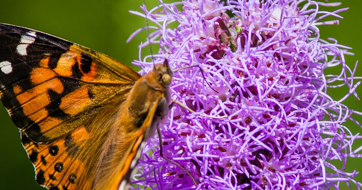 20 Best Flowers for a Butterfly Garden - The Garden Magazine