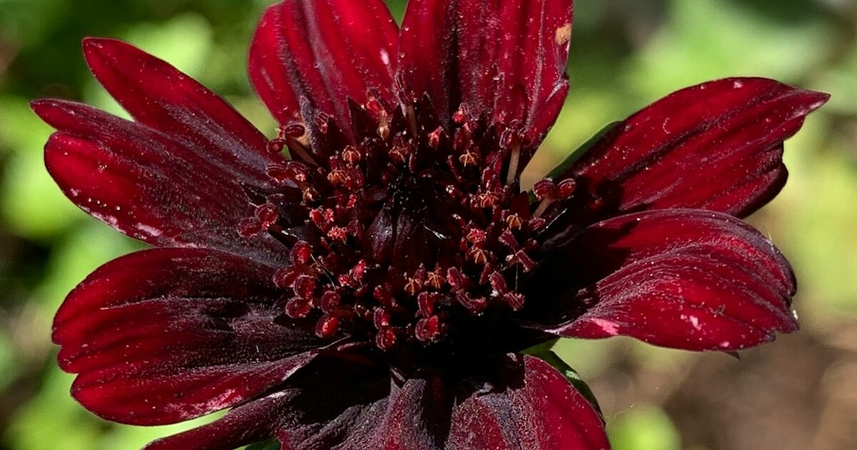 20 Unique Flowers That Will Surprise and Dazzle Guests + 11 Amazing ...