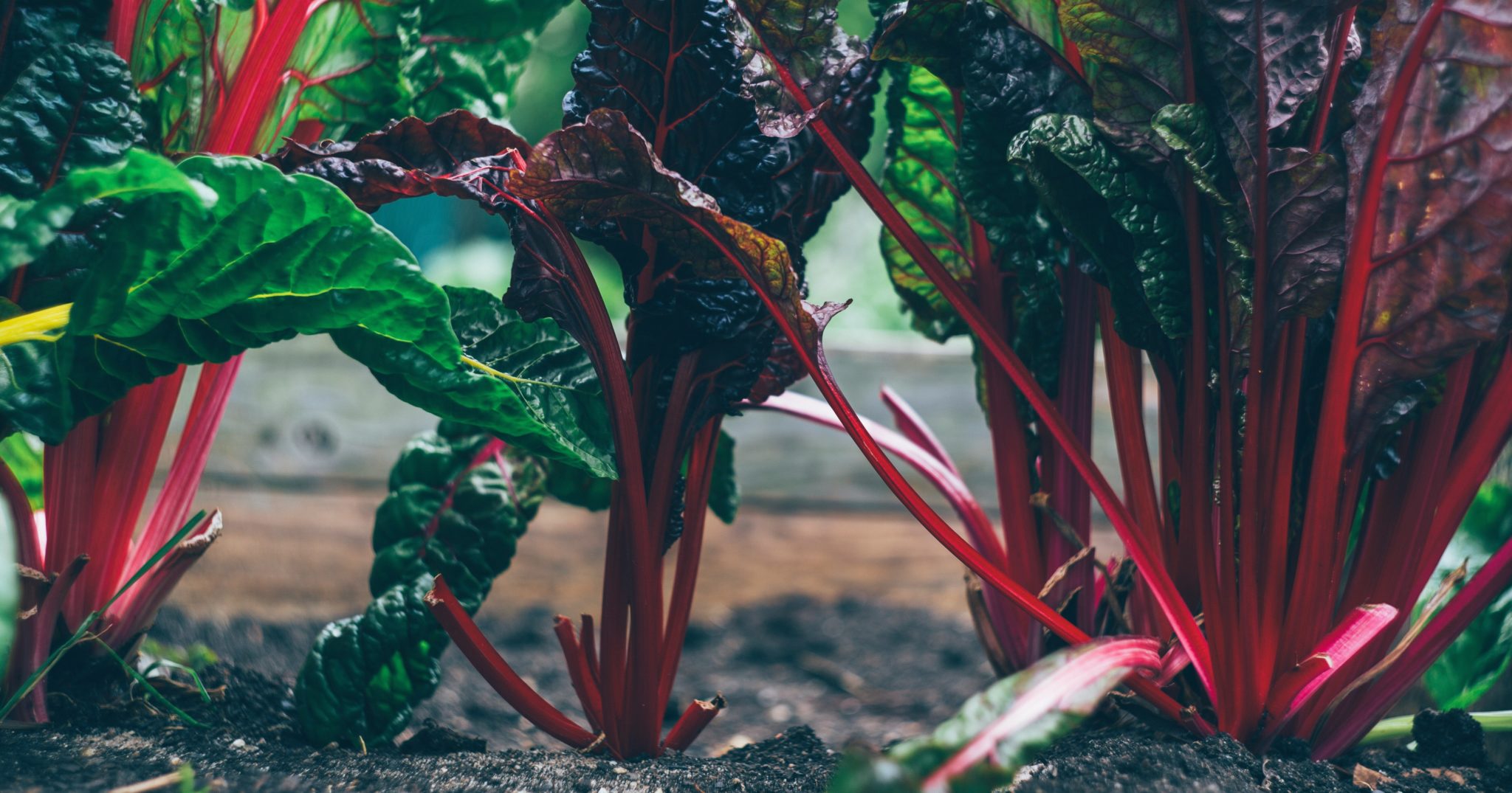 12 Vegetables That Continuously Produce All Year Long - The Garden Magazine