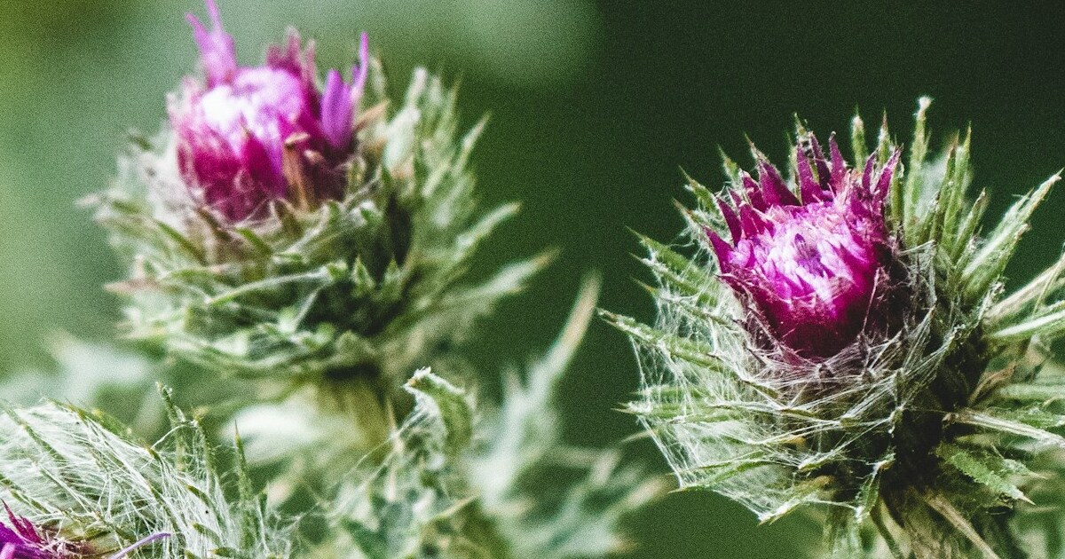 20 Medicinal Plants and Their Health Benefits + 10 Companion Plants To ...