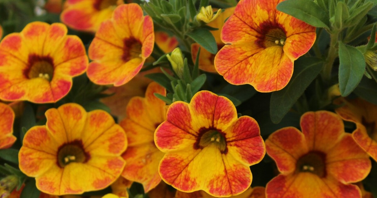15 Best Flowering Plants for Pots - The Garden Magazine