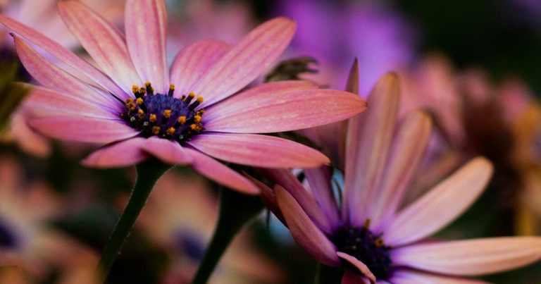 18 Flowers That Are Perfect for Container Gardens + 12 Herbs That Love ...